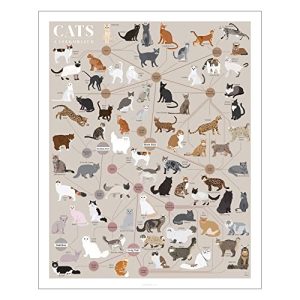 Cat Size Comparison Chart: Ultimate Guide to Every Cat Breed Size - Cat