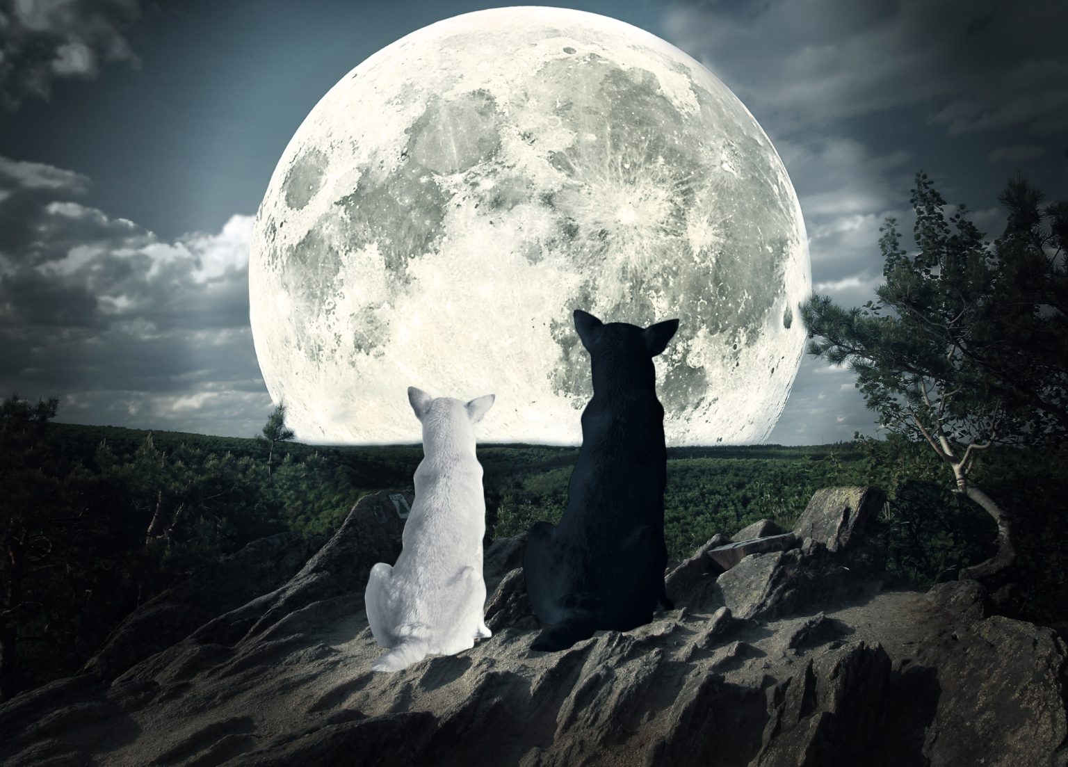 Does a Full Moon Really Affect Cat Behavior? Surprising Truths Revealed ...