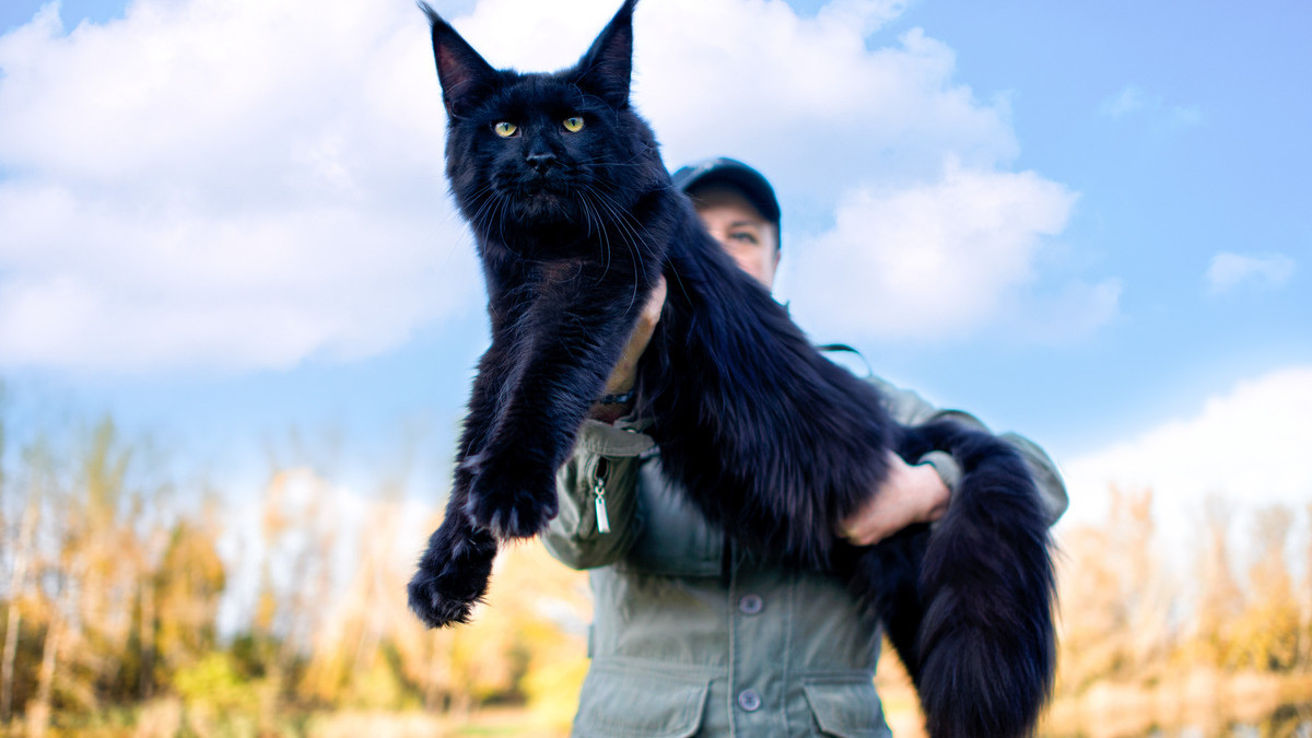 How Big Can Cats Get: Surprising Sizes of Giant Felines - Cat