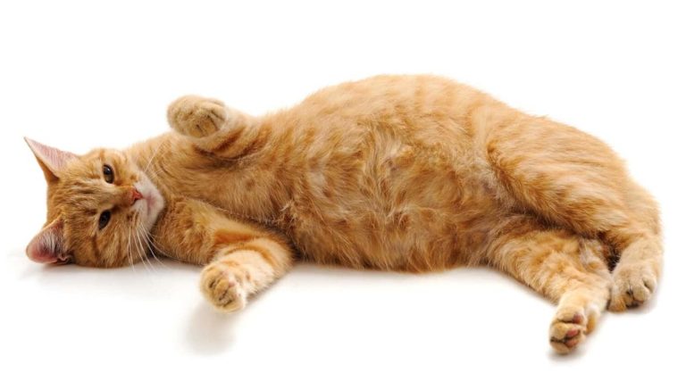 How is a Pregnant Cat Behavior: Key Signs & Care Tips - Cat