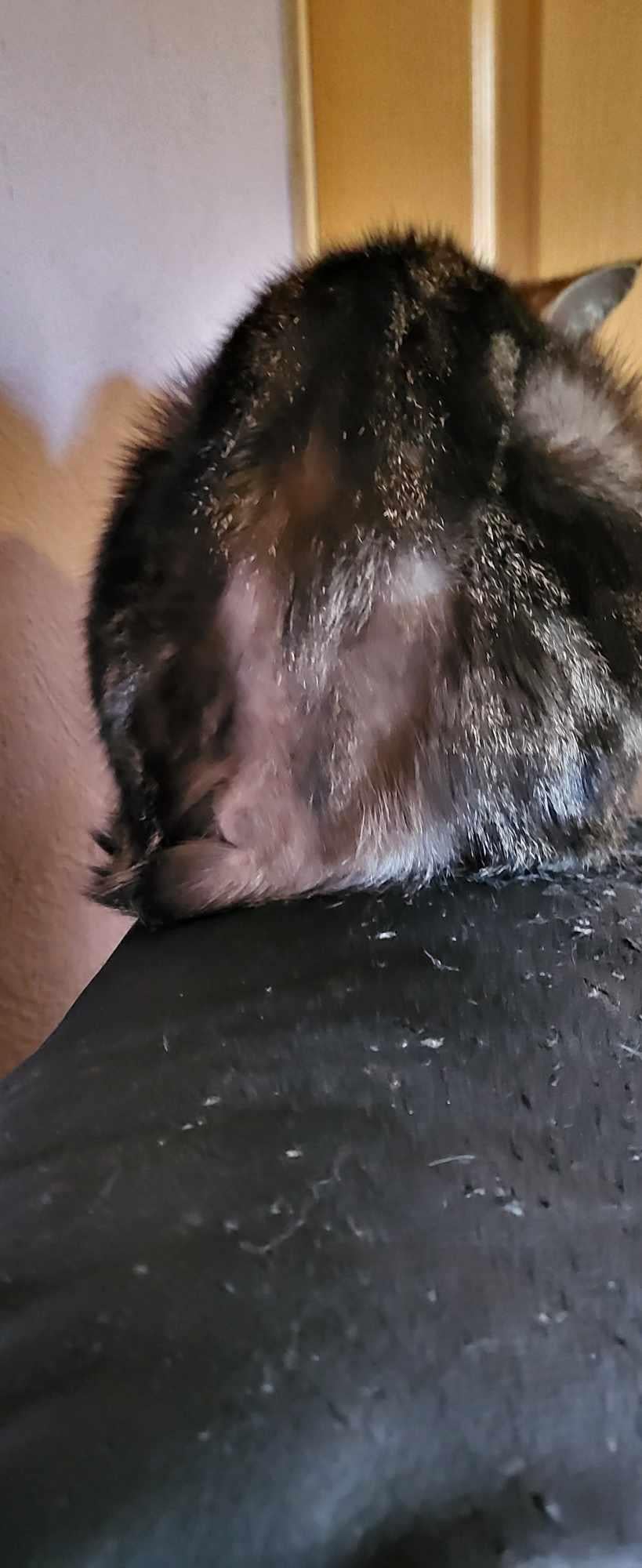 How to Stop My Cat Over Grooming: Effective Tips to Save Fur - Cat