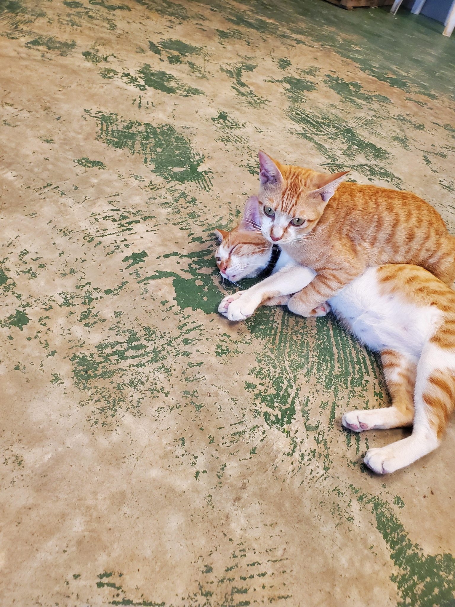 Why Do My Cats Groom Each Other Then Fight: Surprising Reasons ...