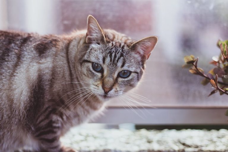 How Many Species of House Cats are There: Surprising Facts Revealed - Cat